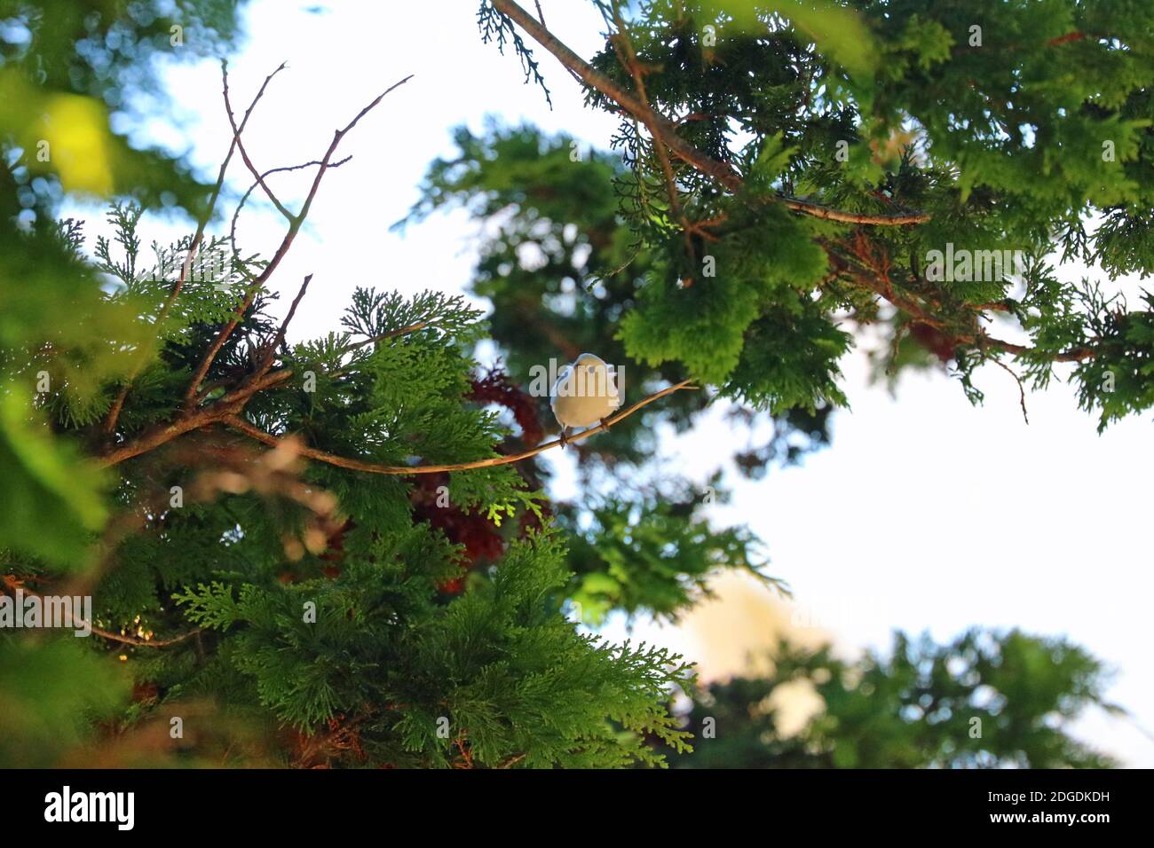 Rare White Fantail, pīwakawaka, Stratford Taranaki, New Zealand Stock ...