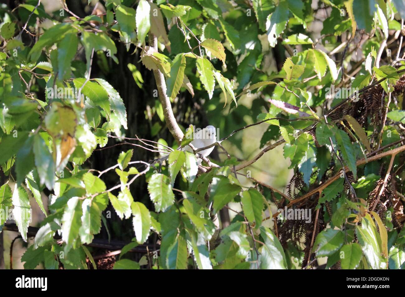 Rare White Fantail, pīwakawaka, Stratford Taranaki, New Zealand Stock ...
