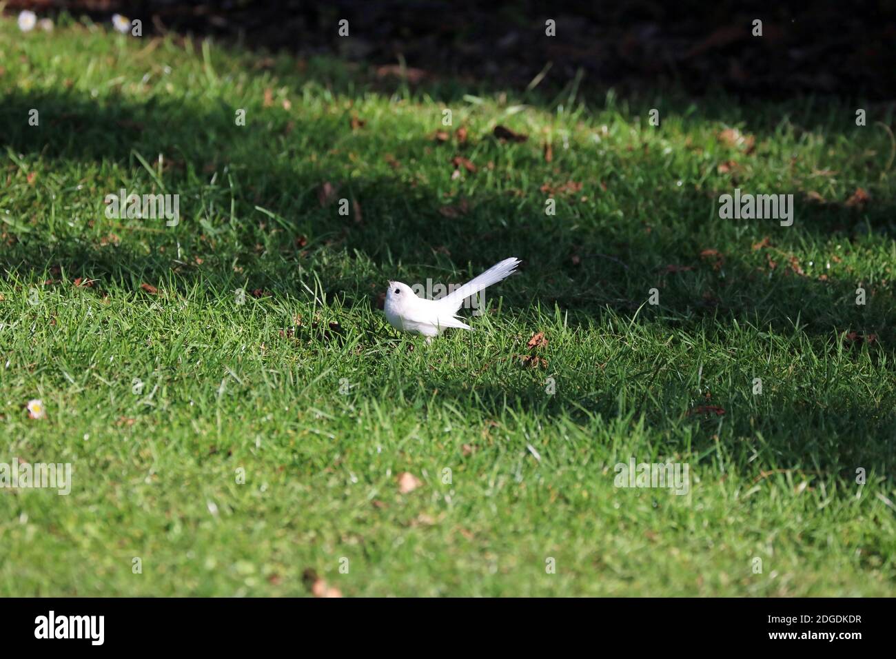Rare White Fantail, pīwakawaka, Stratford Taranaki, New Zealand Stock ...