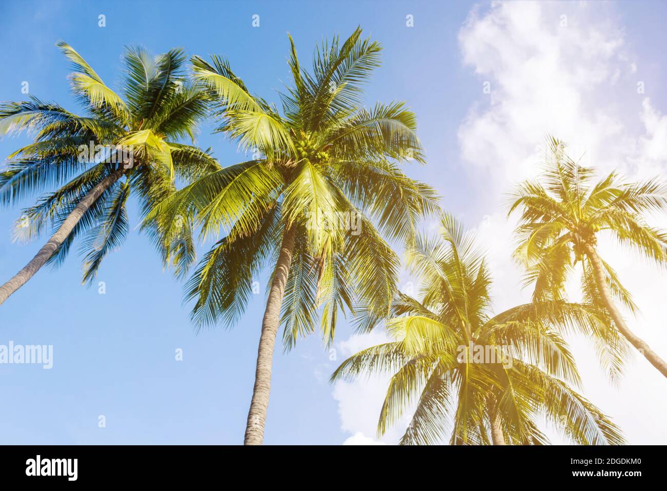 Coconut palm trees, beautiful tropical background Stock Photo - Alamy
