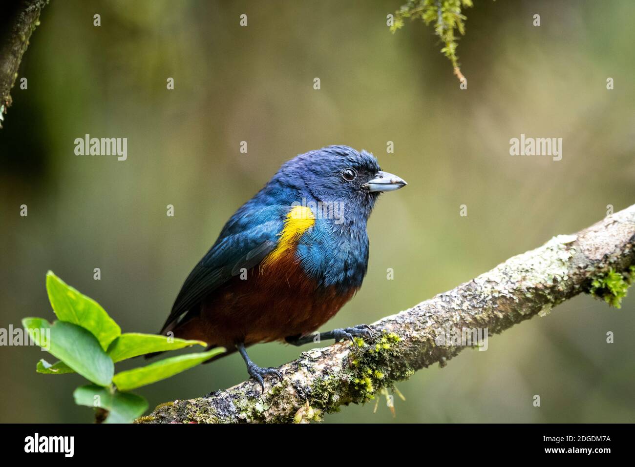 Beautiful colorful tropical bird on tree branch in green rainforest ...