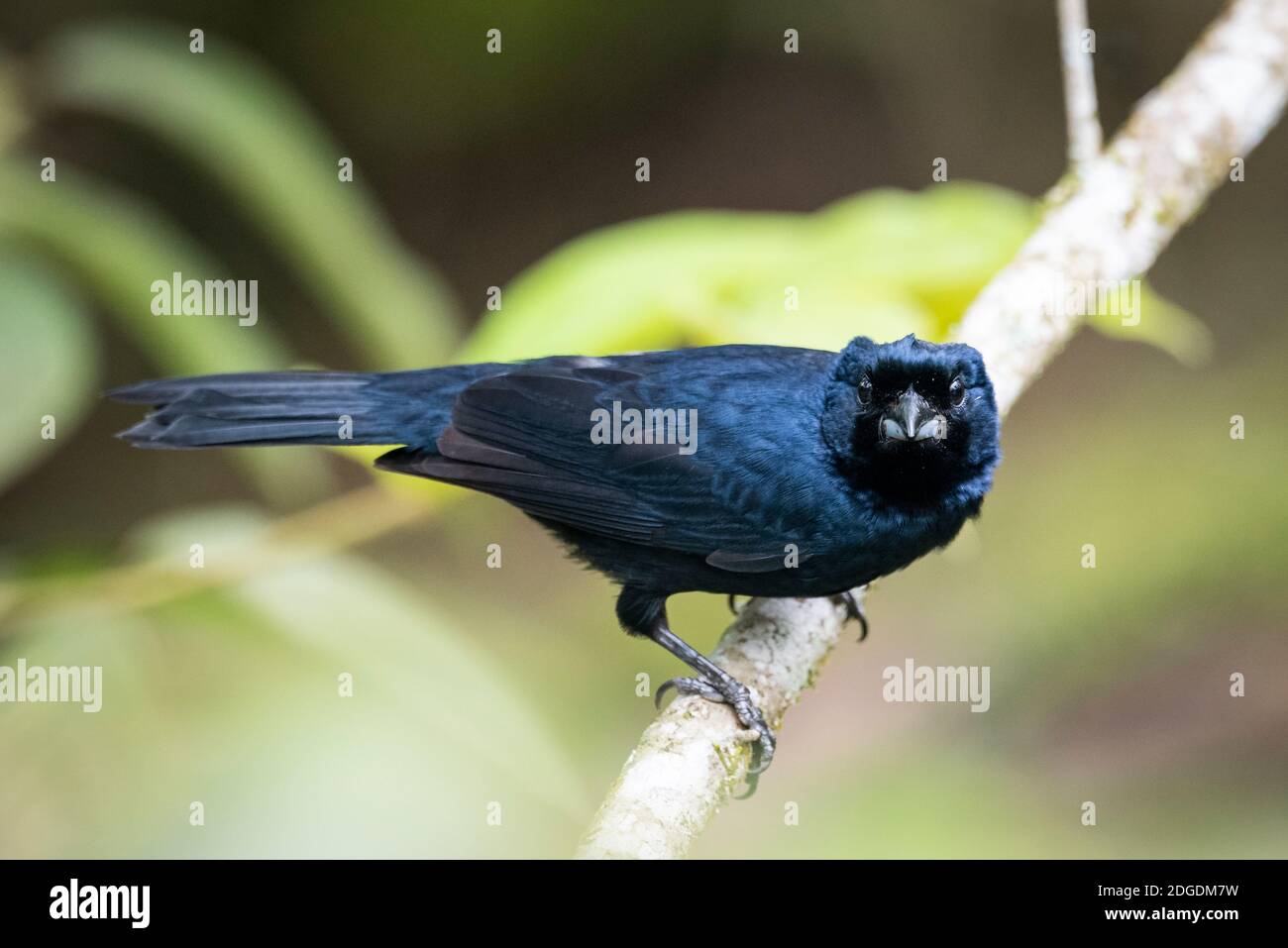 Tie preto hi-res stock photography and images - Alamy