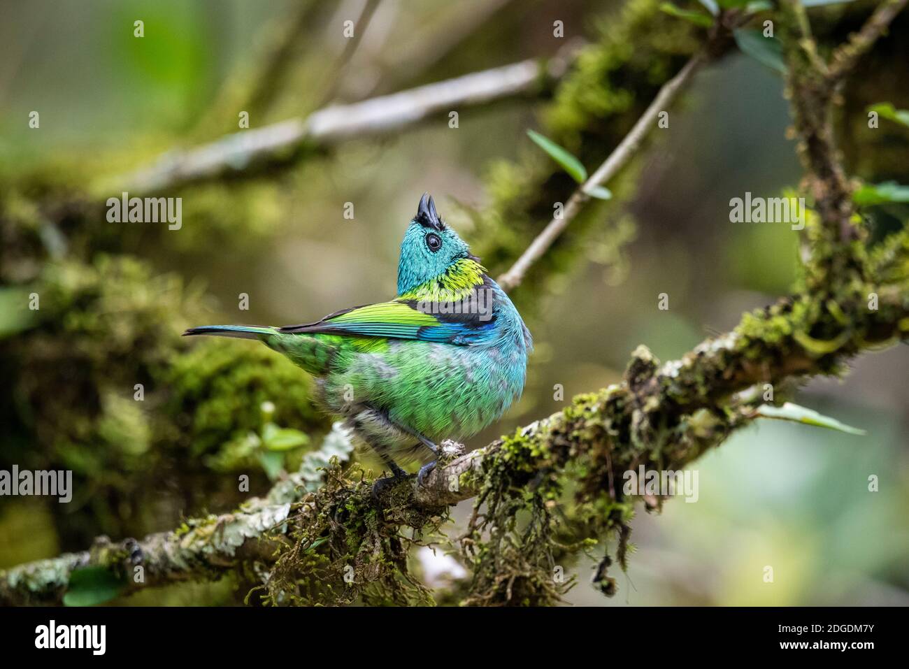 Beautiful colorful tropical bird on tree branch in green rainforest ...