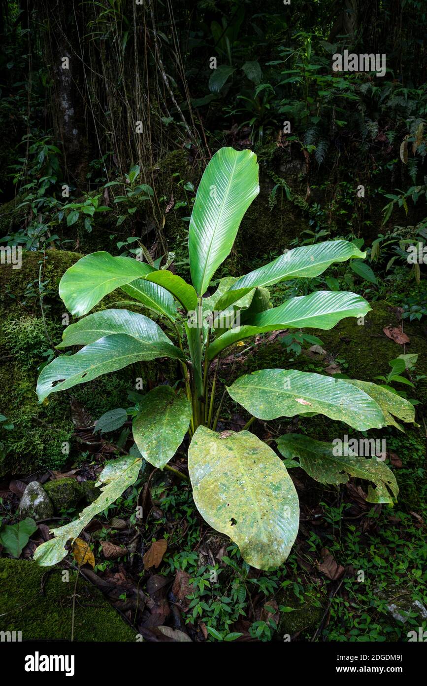 Beautiful river side vegetation on green rainforest landscape ...