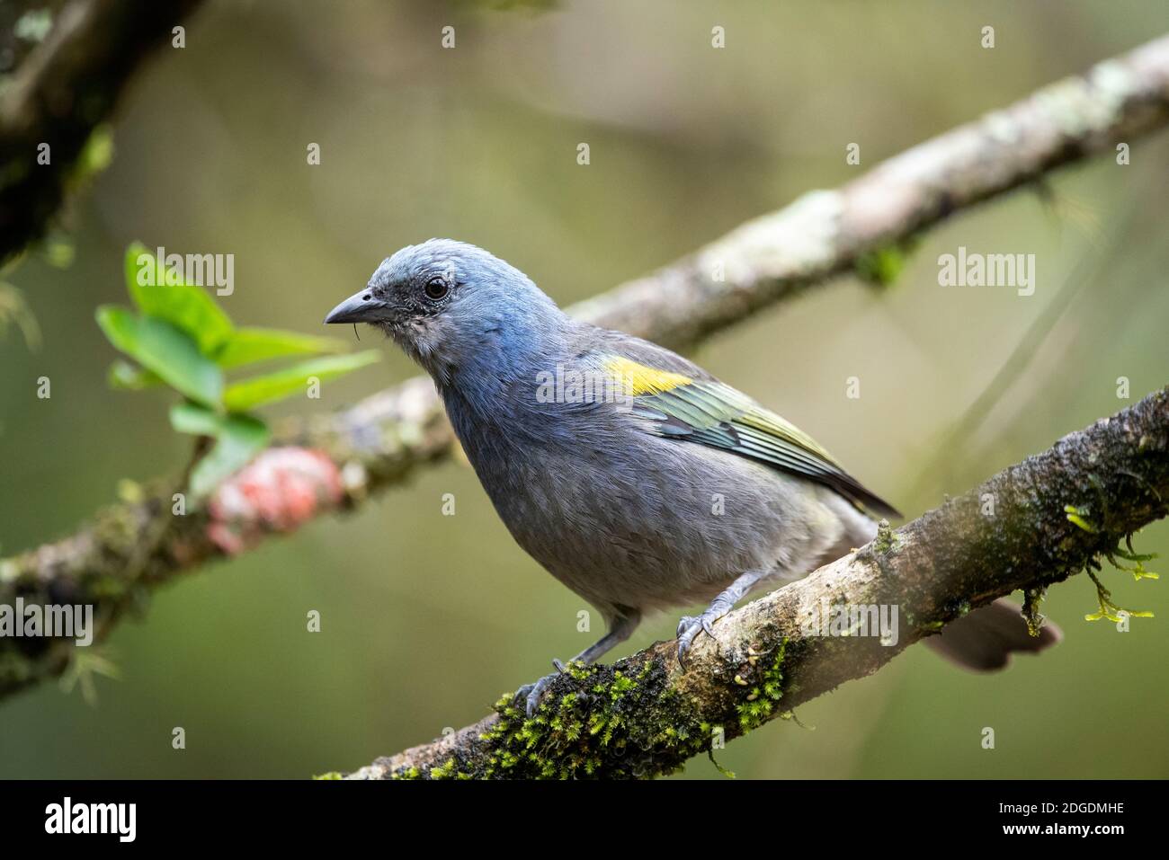 Beautiful colorful tropical bird on tree branch in green rainforest ...