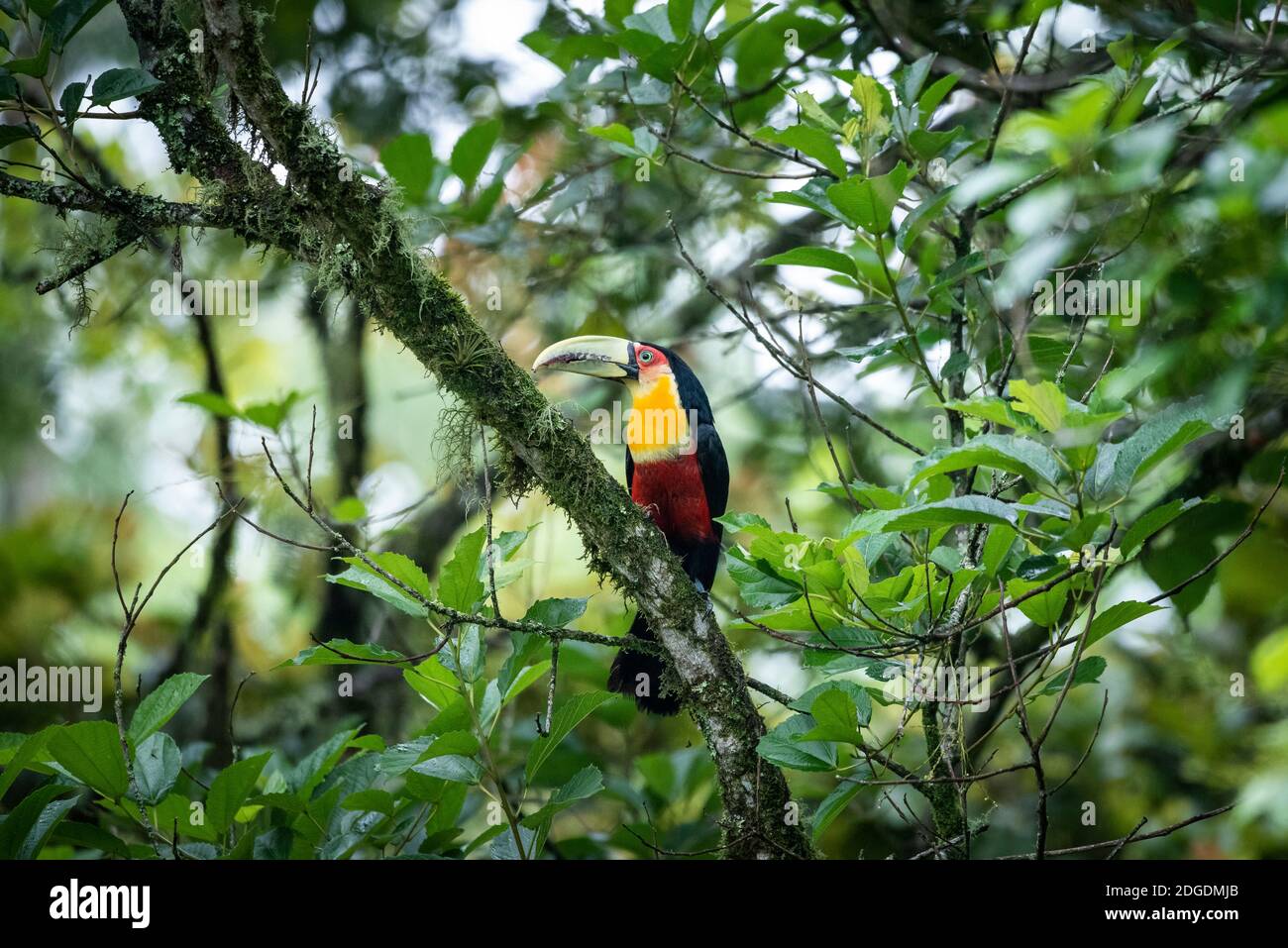 Beautiful colorful tropical toucan on tree branch in green rainforest ...
