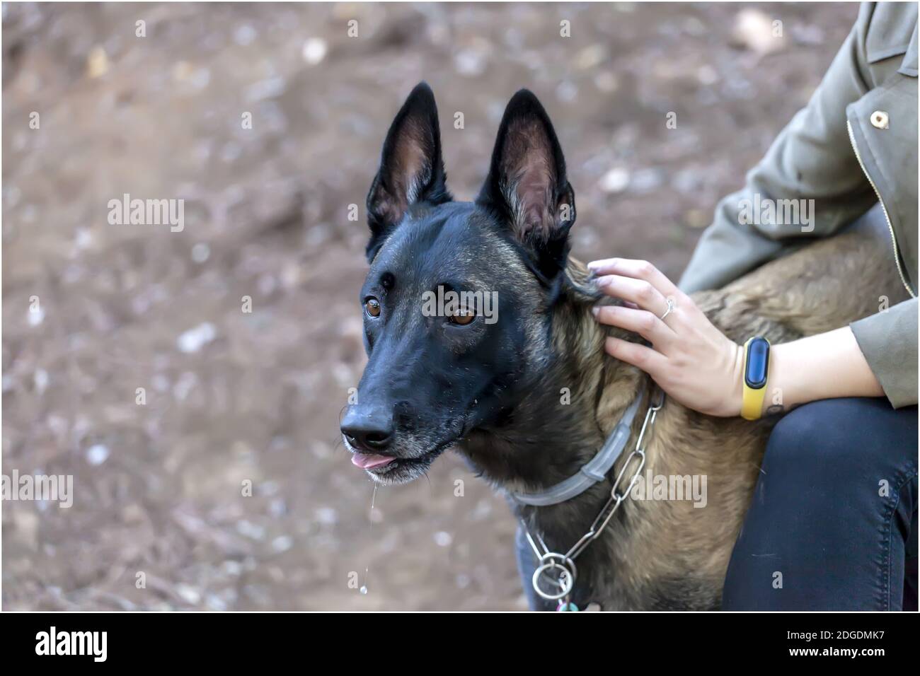 A watchful Belgian shepherd with its owner Stock Photo - Alamy