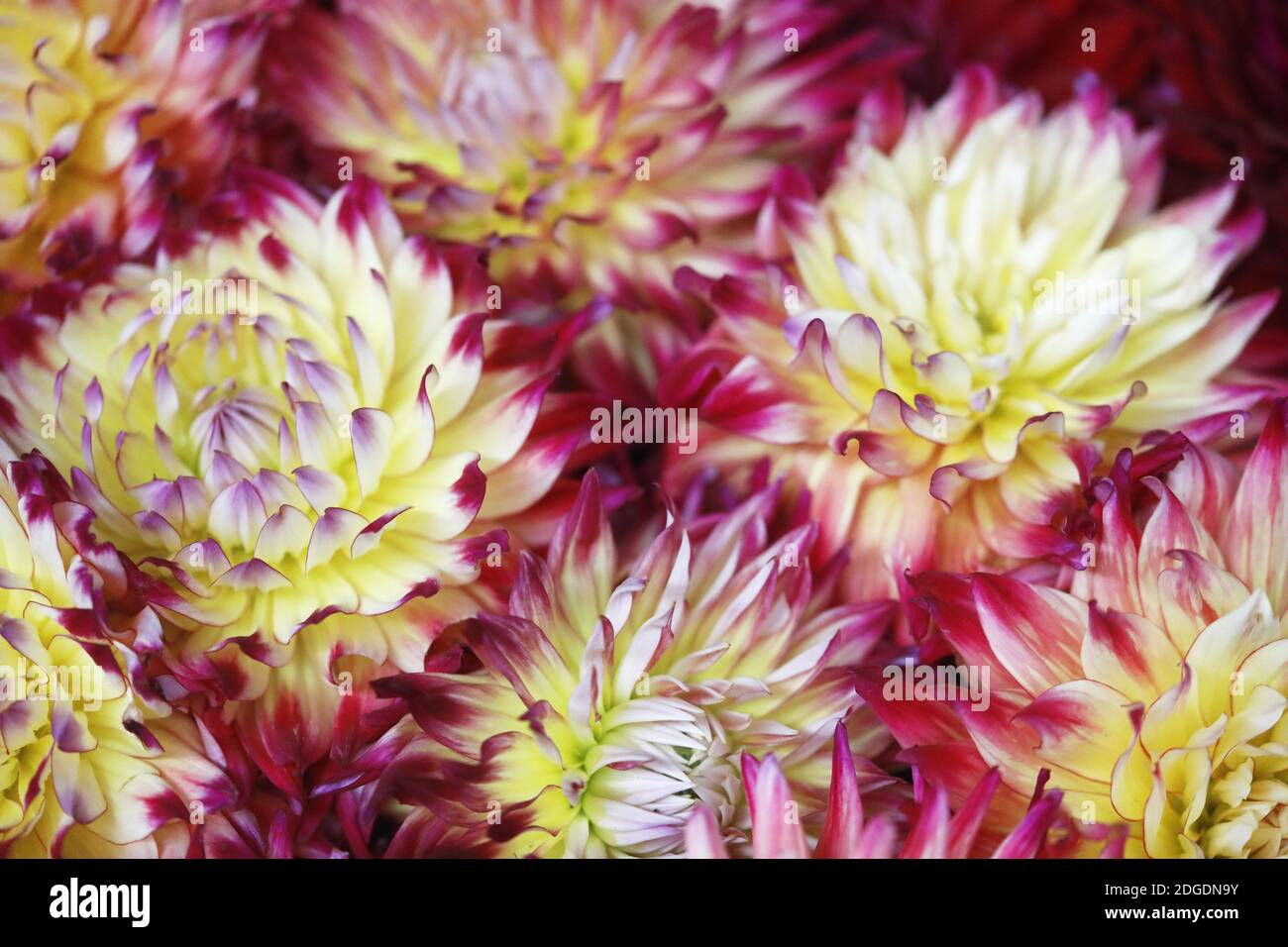 Dahlia Flowers in different colours Stock Photo - Alamy