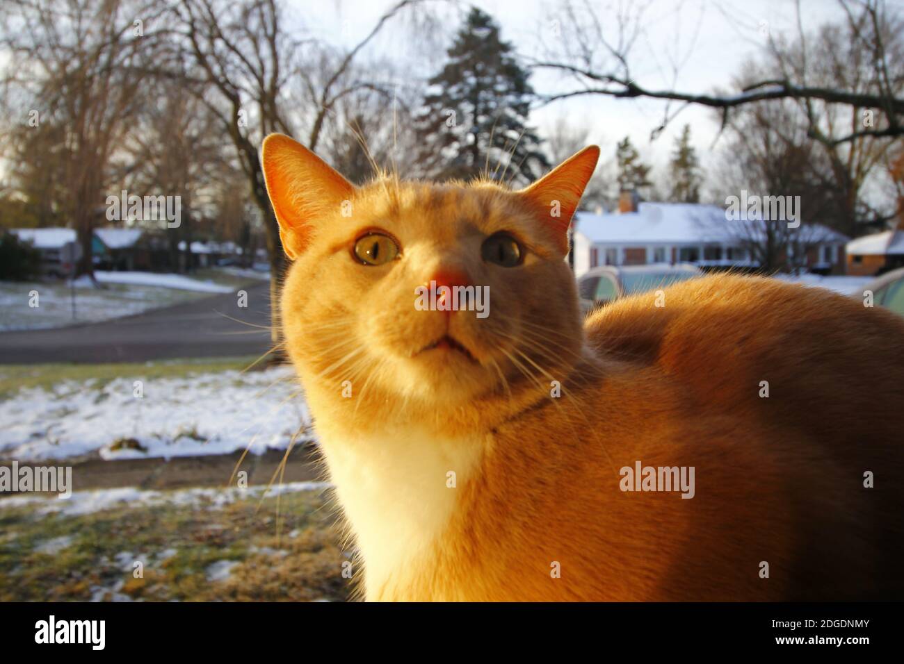 Cream Tabby Cat Stock Photo - Alamy