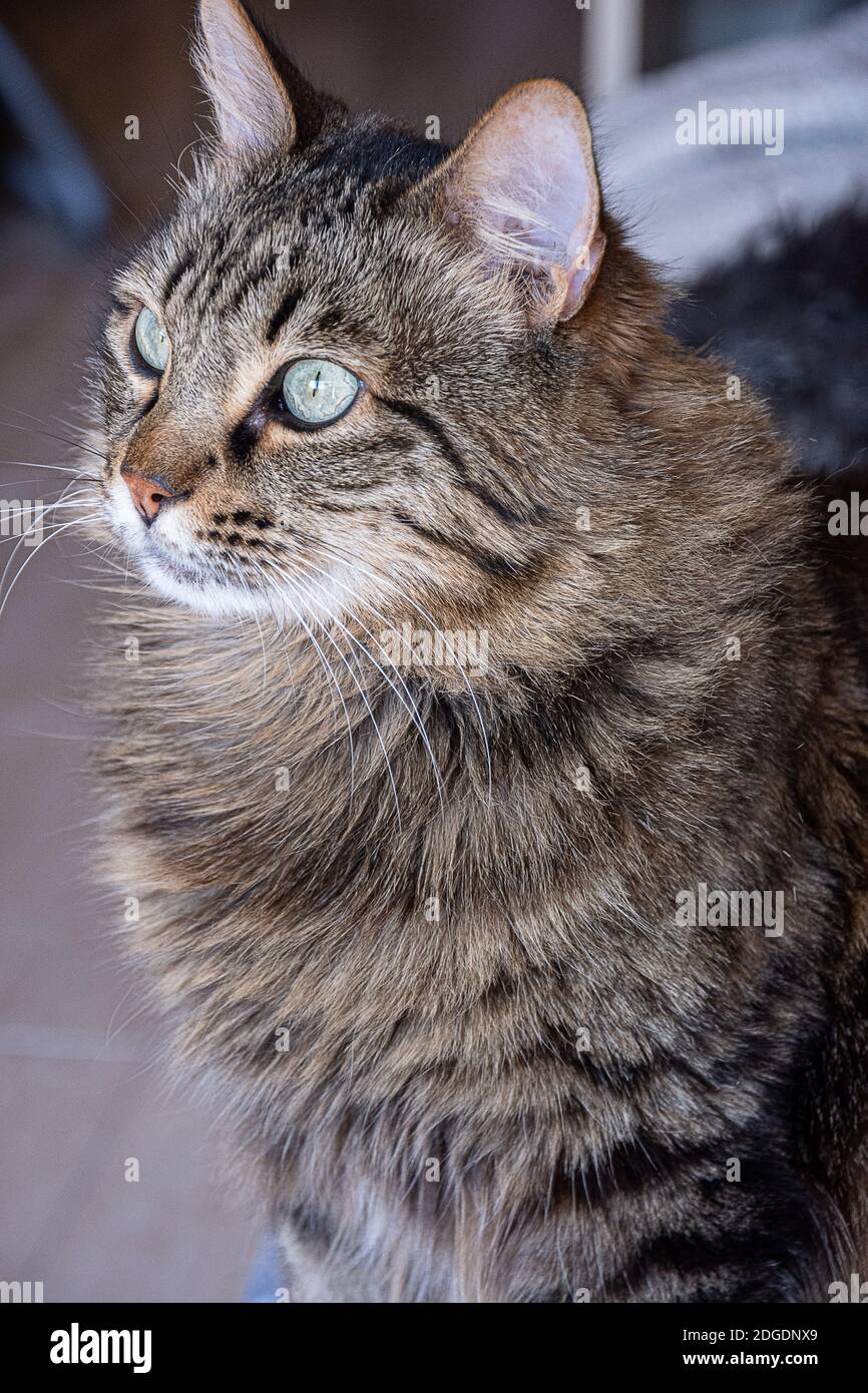 Throught the window hi-res stock photography and images - Alamy