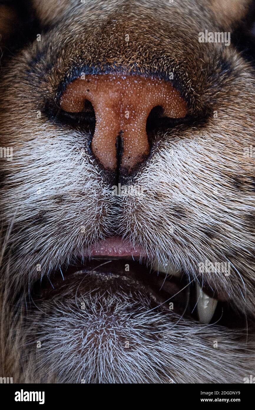 Muzzle of a cat hi-res stock photography and images - Alamy