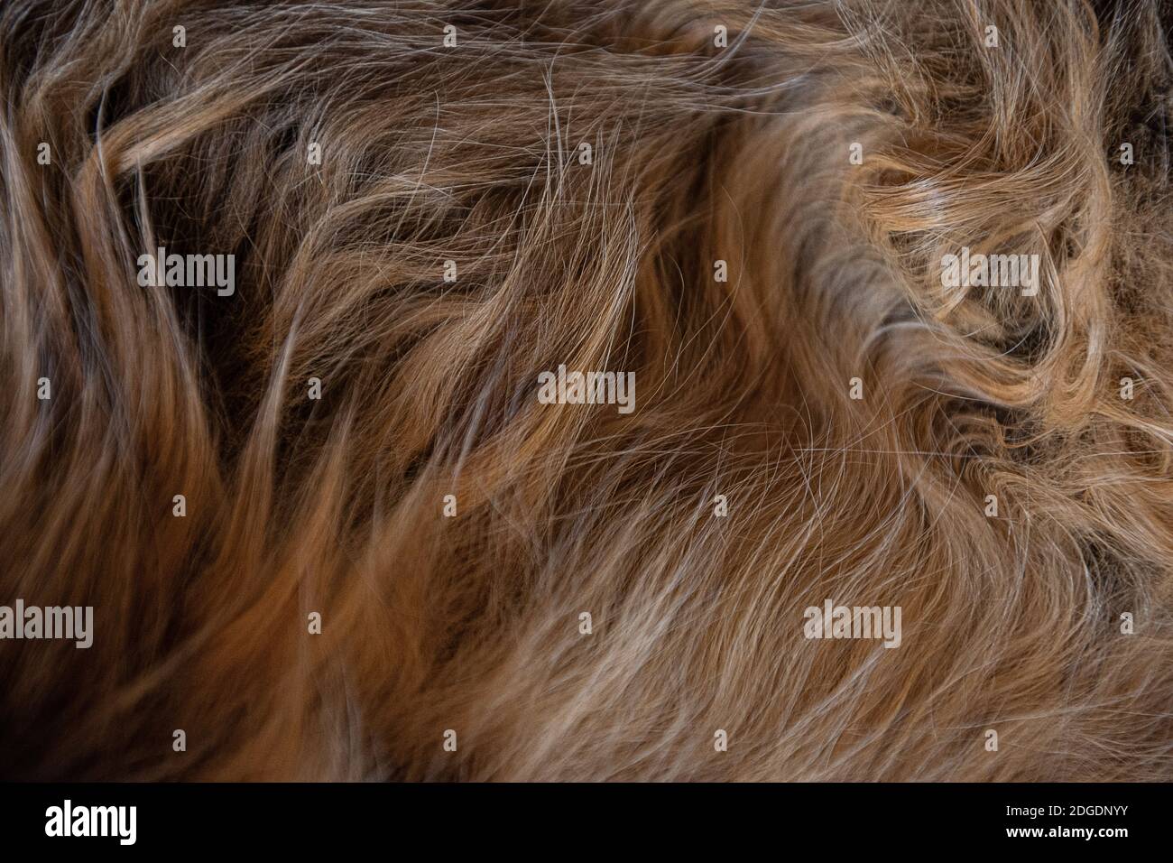 Fluffy belly hi-res stock photography and images - Alamy