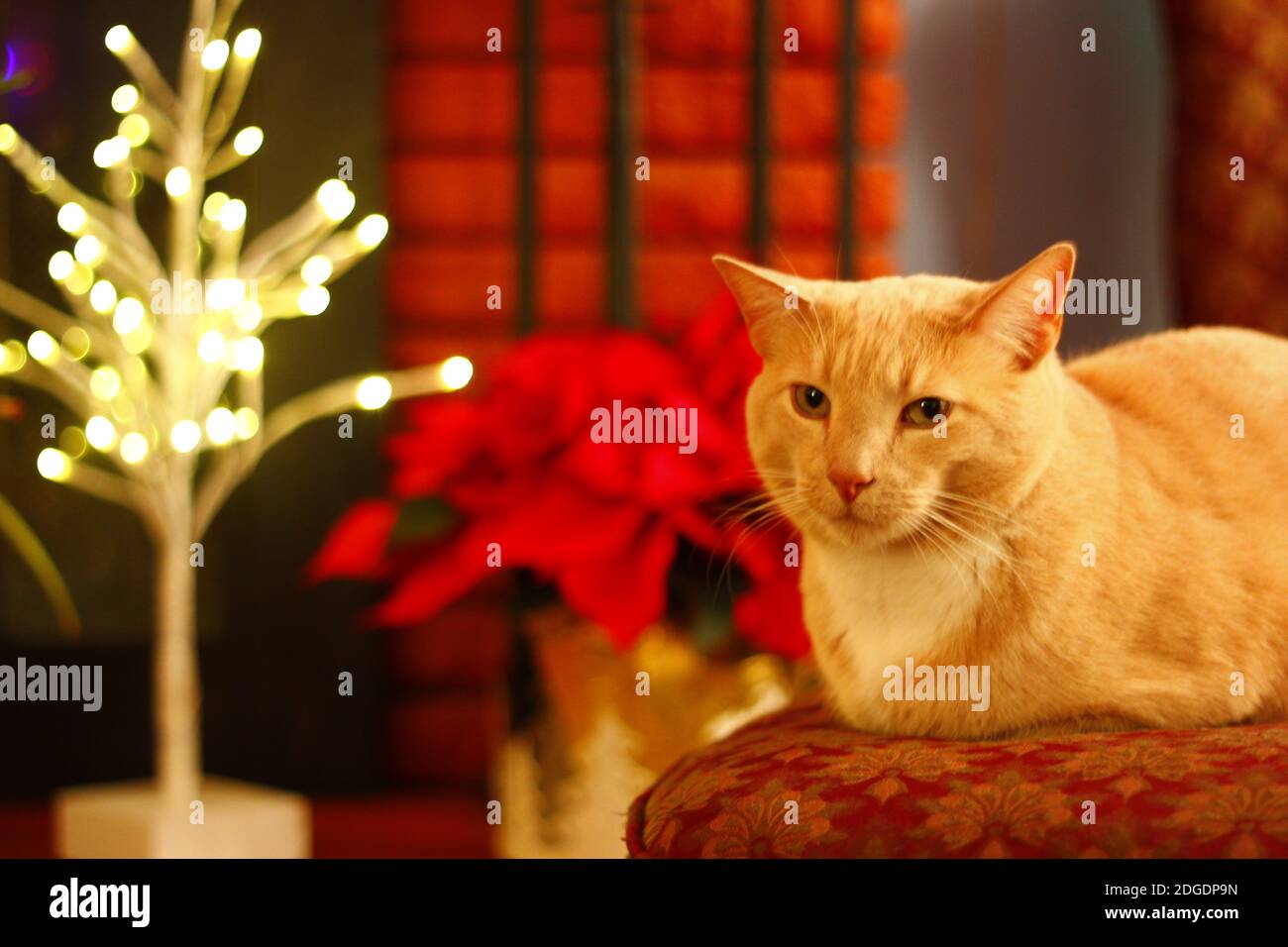 Cream Tabby Cat With Christmas Decor Stock Photo - Alamy