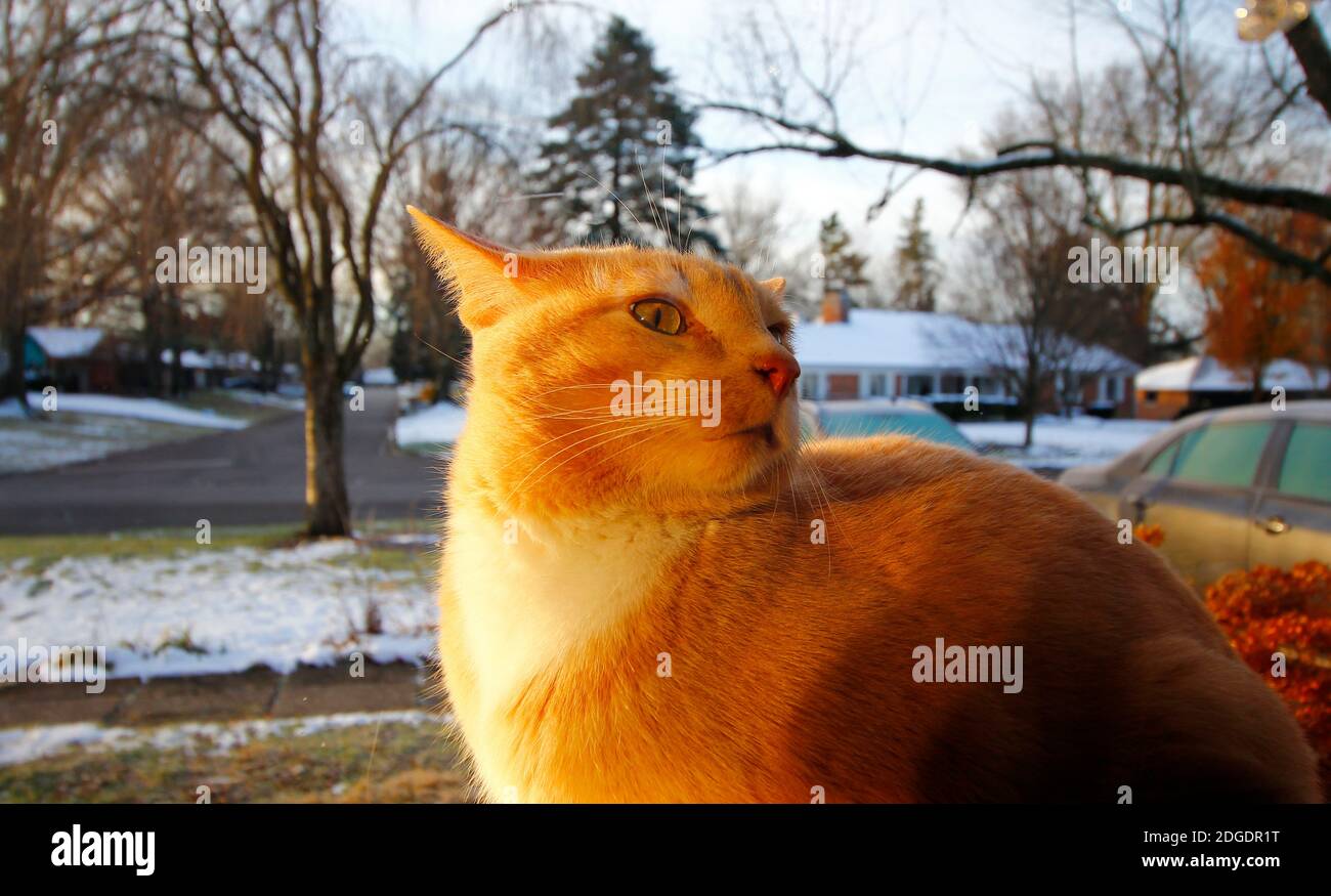 Cream Tabby Cat Stock Photo - Alamy