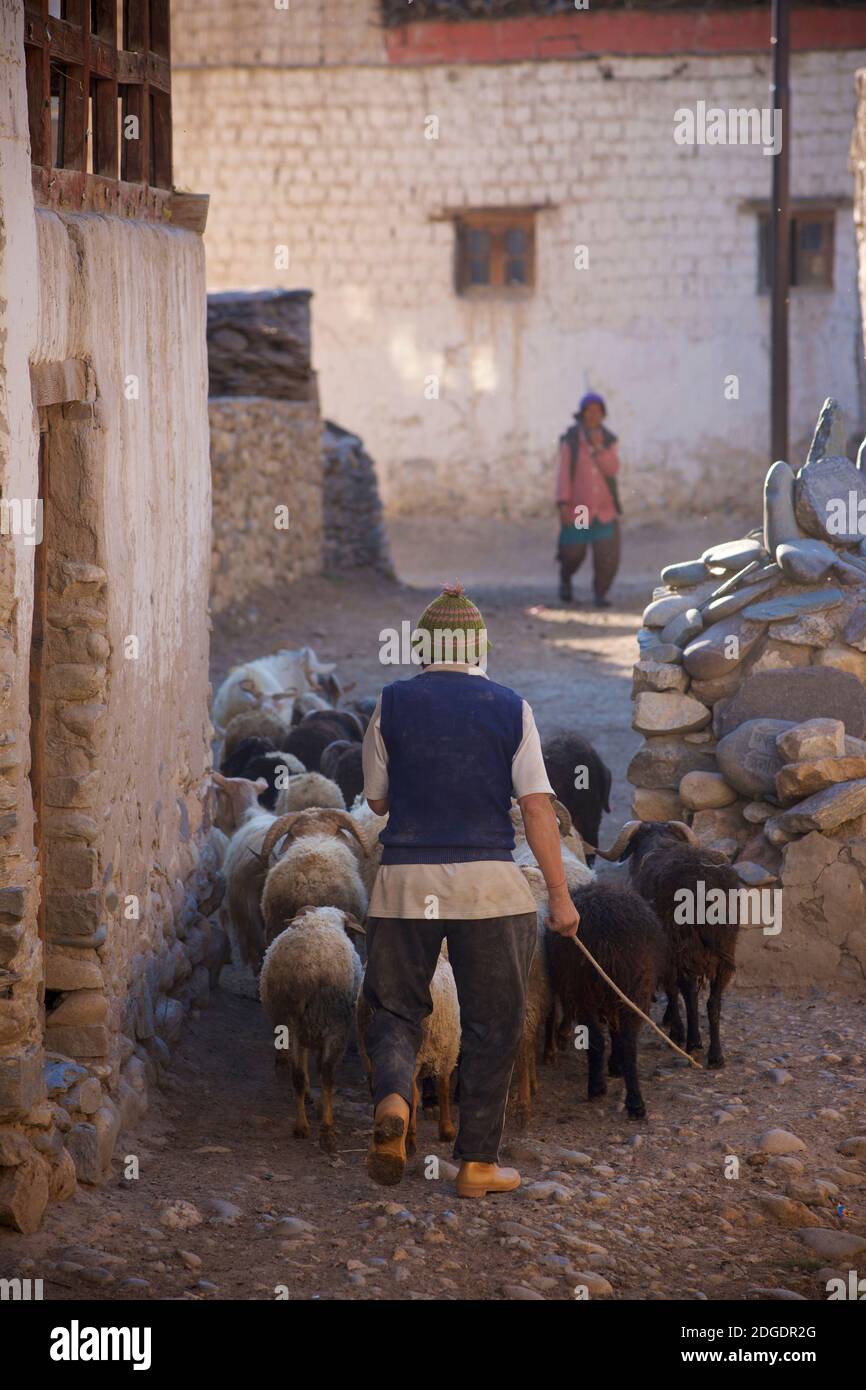 India sheep hi-res stock photography and images - Alamy