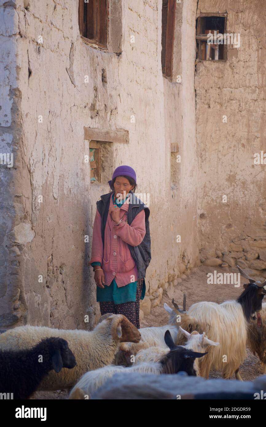 Woman herding sheep hi-res stock photography and images - Alamy