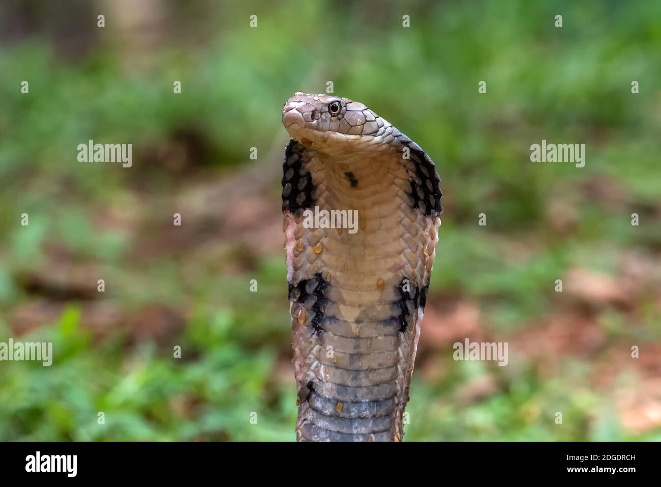 The faces of king cobra (Ophiophagus hannah), venomous snake Stock ...