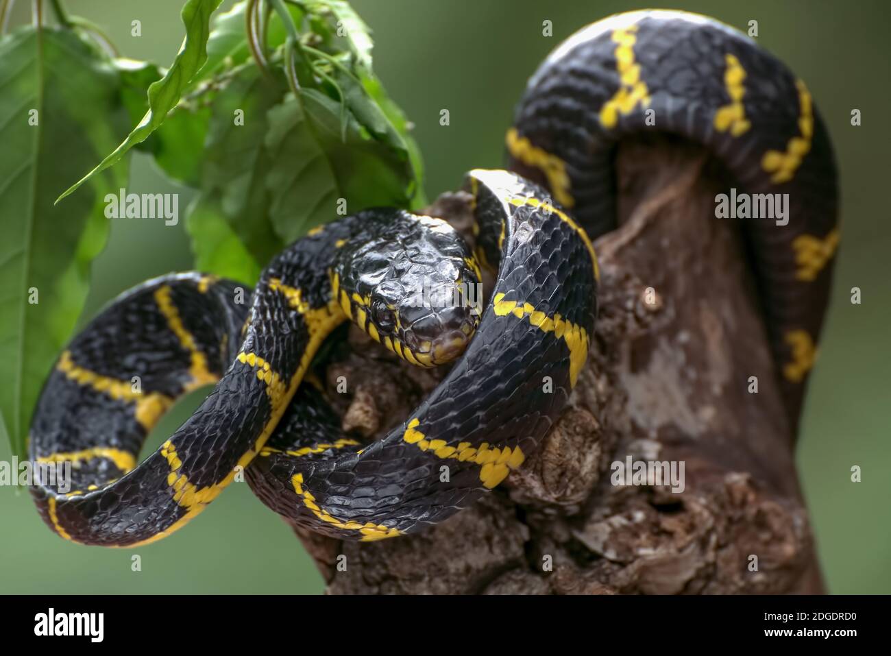 The gold ringed cat snake in defensive mode ( Boiga dendrophilia Stock ...