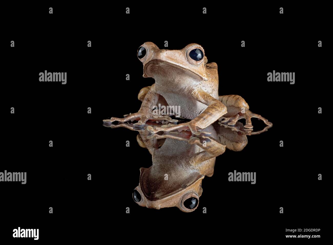 Borneo eared tree frog in isolated black background Stock Photo - Alamy