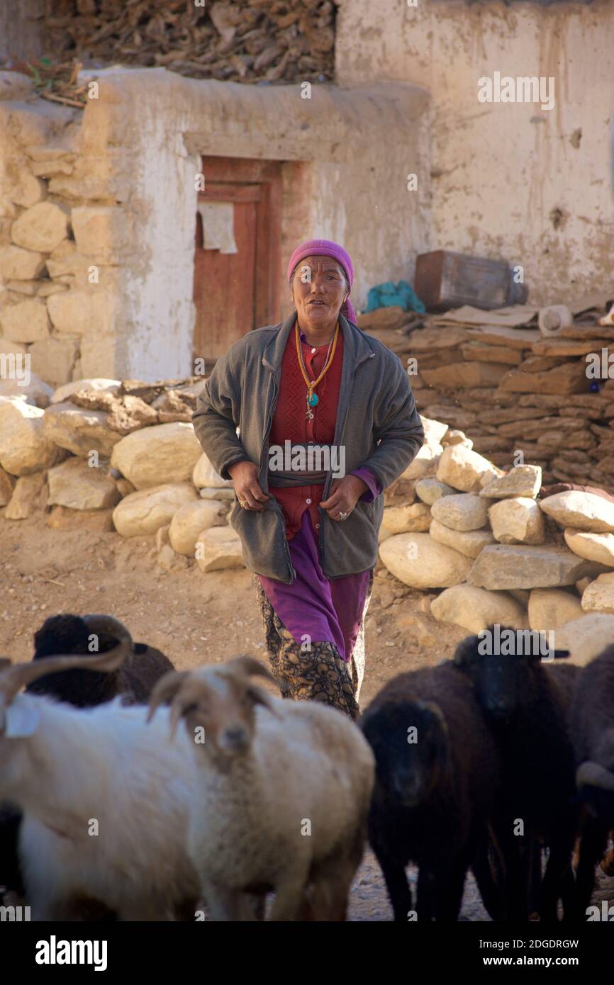 Woman herding sheep hi-res stock photography and images - Alamy
