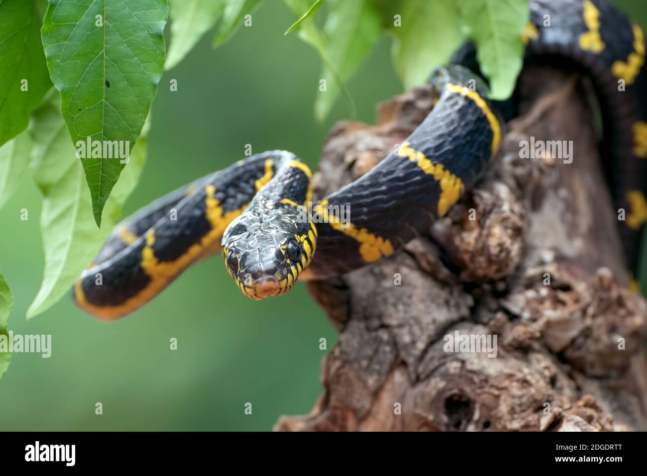 The gold -ringed cat snake ( Boiga dendrophilia ) in defensive mode ...