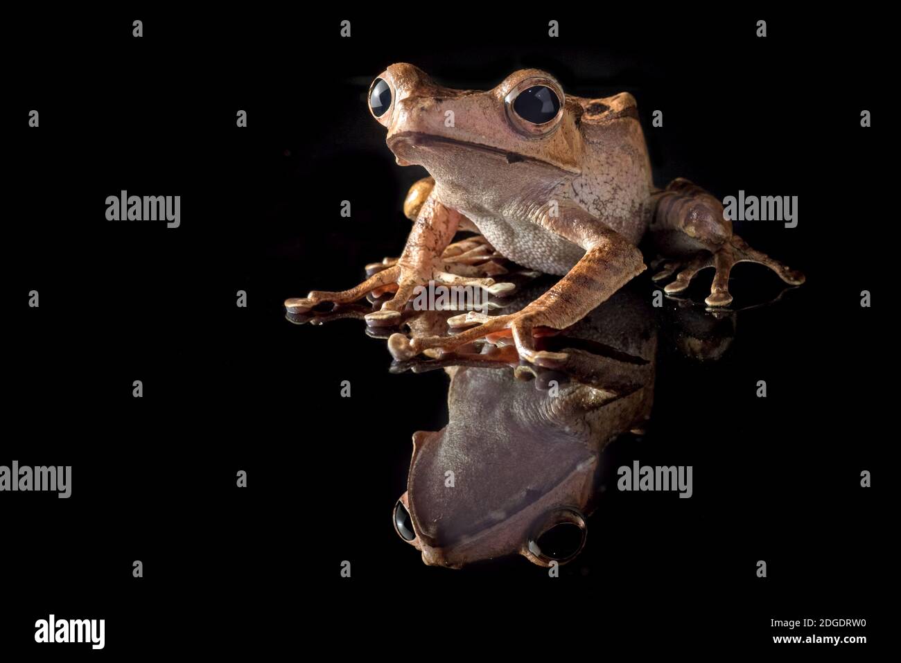 Borneo eared tree frog in isolated black background Stock Photo - Alamy