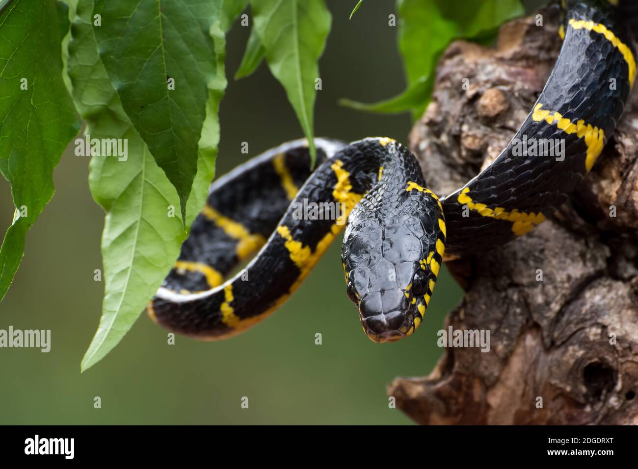 The gold- ringed cat snake in defensive mode ( Boiga dendrophilia Stock ...