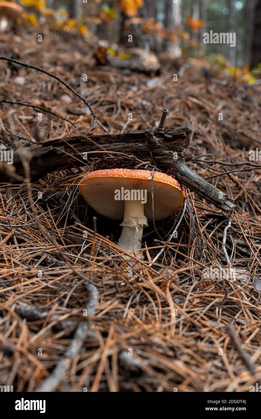 Mushroom during fall in deep forest with sharp focus surrounded by ...