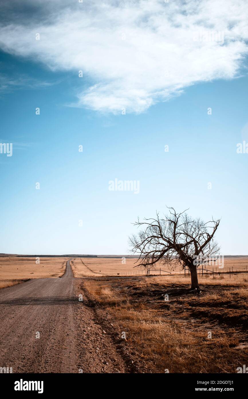 remote dirt road and lone tree, Kiowa National Grassland, New Mexico ...