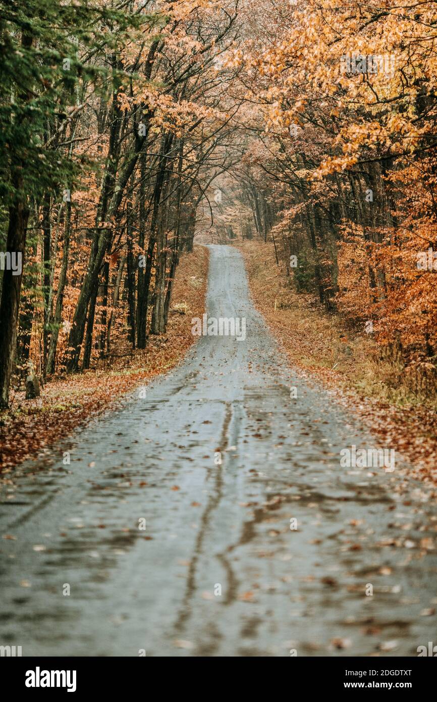 wet country road in fall covered leaves Allegheny National Forest PA ...