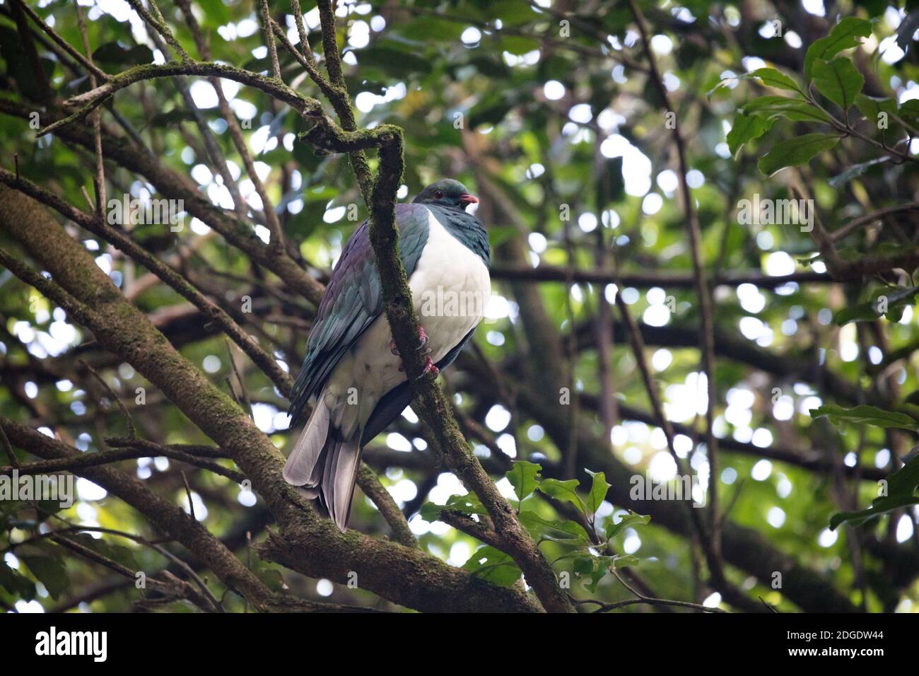Native kereru new zealand pigeon hi-res stock photography and images ...
