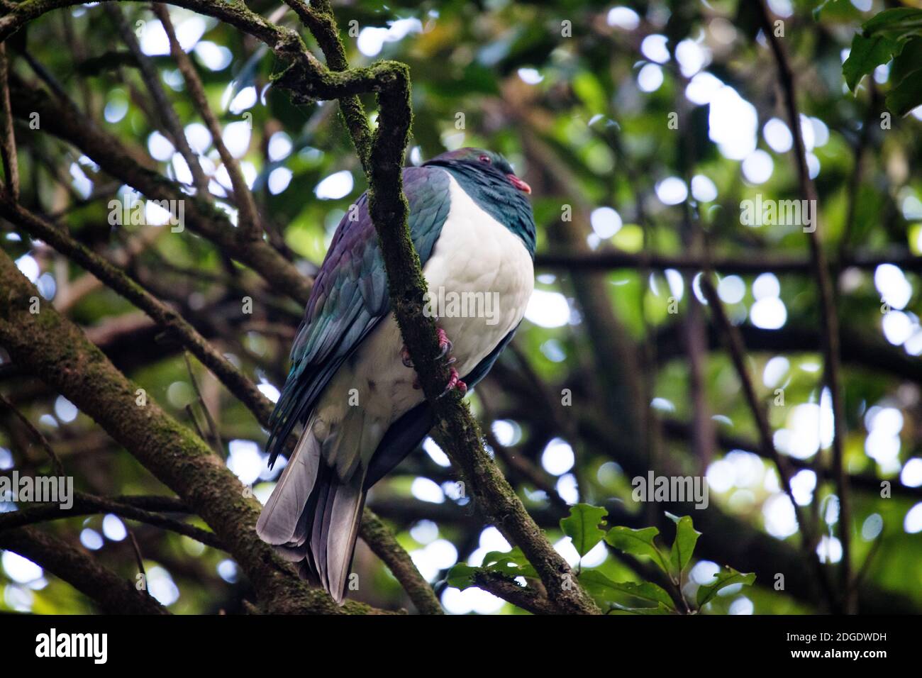 Wild native new zealand hi-res stock photography and images - Alamy