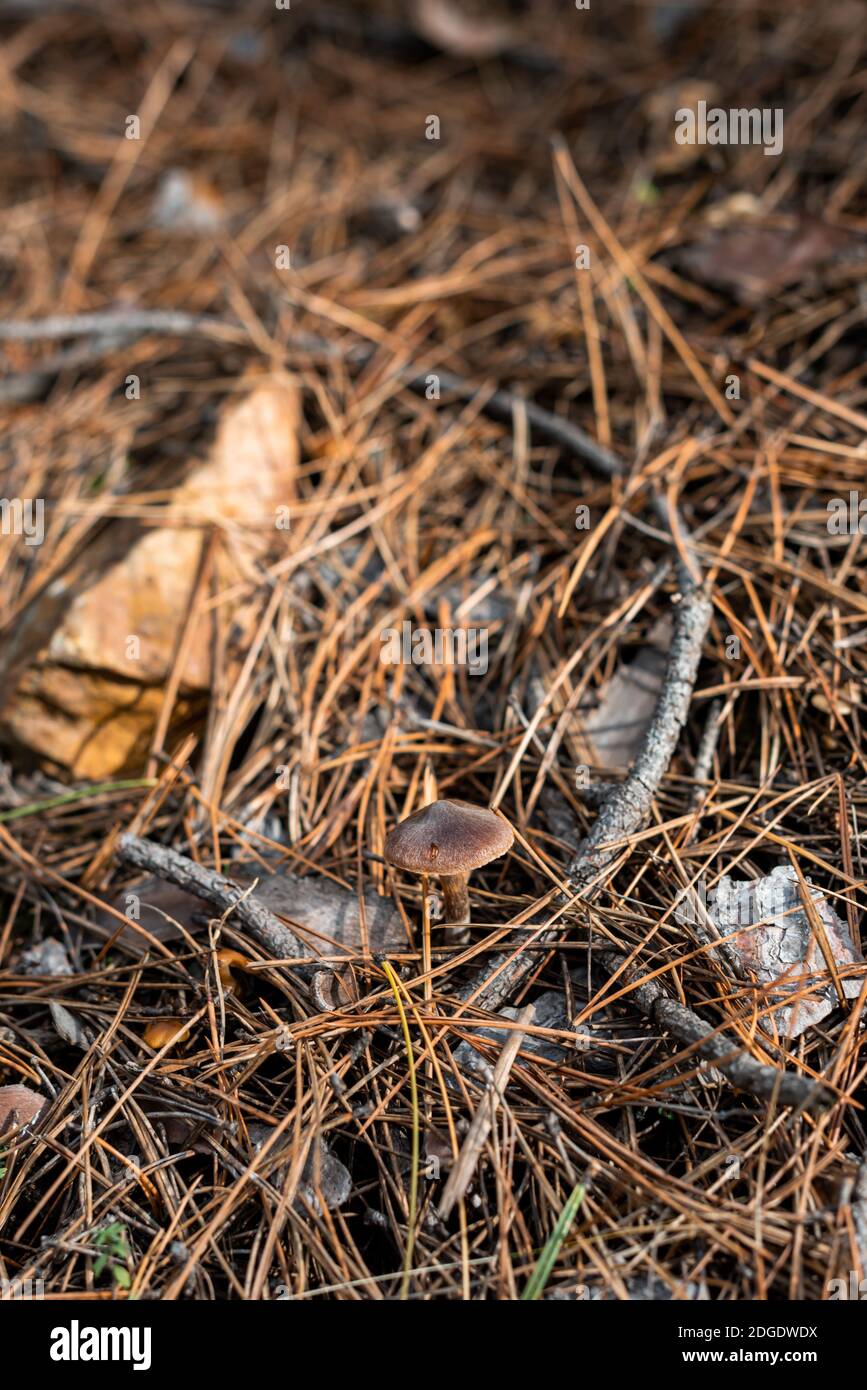Small mushroom in sharp focus on forest floor covered with fallen ...
