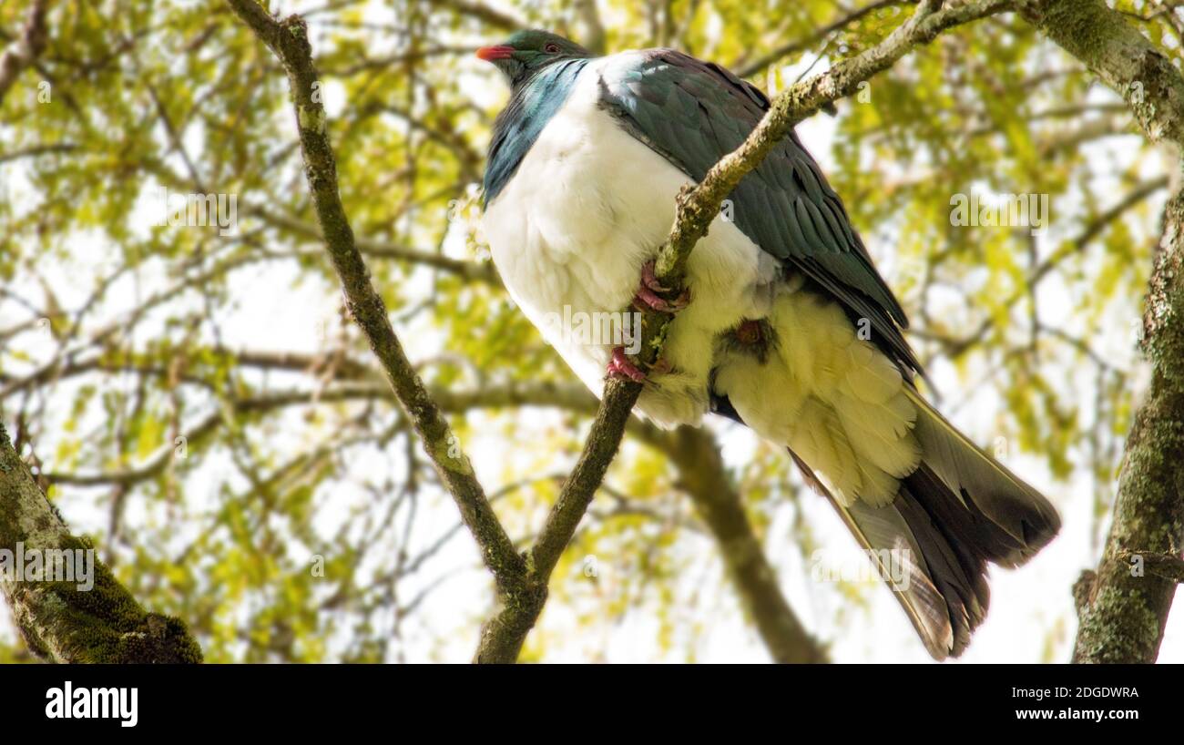 Wild native new zealand hi-res stock photography and images - Alamy