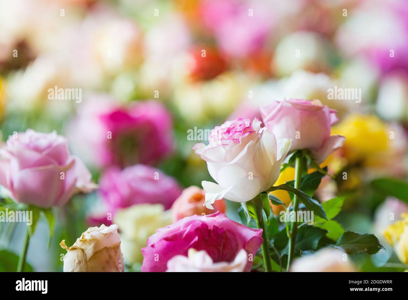 Flowers Wall Background With Amazing Multicolor Roses, Wedding ...