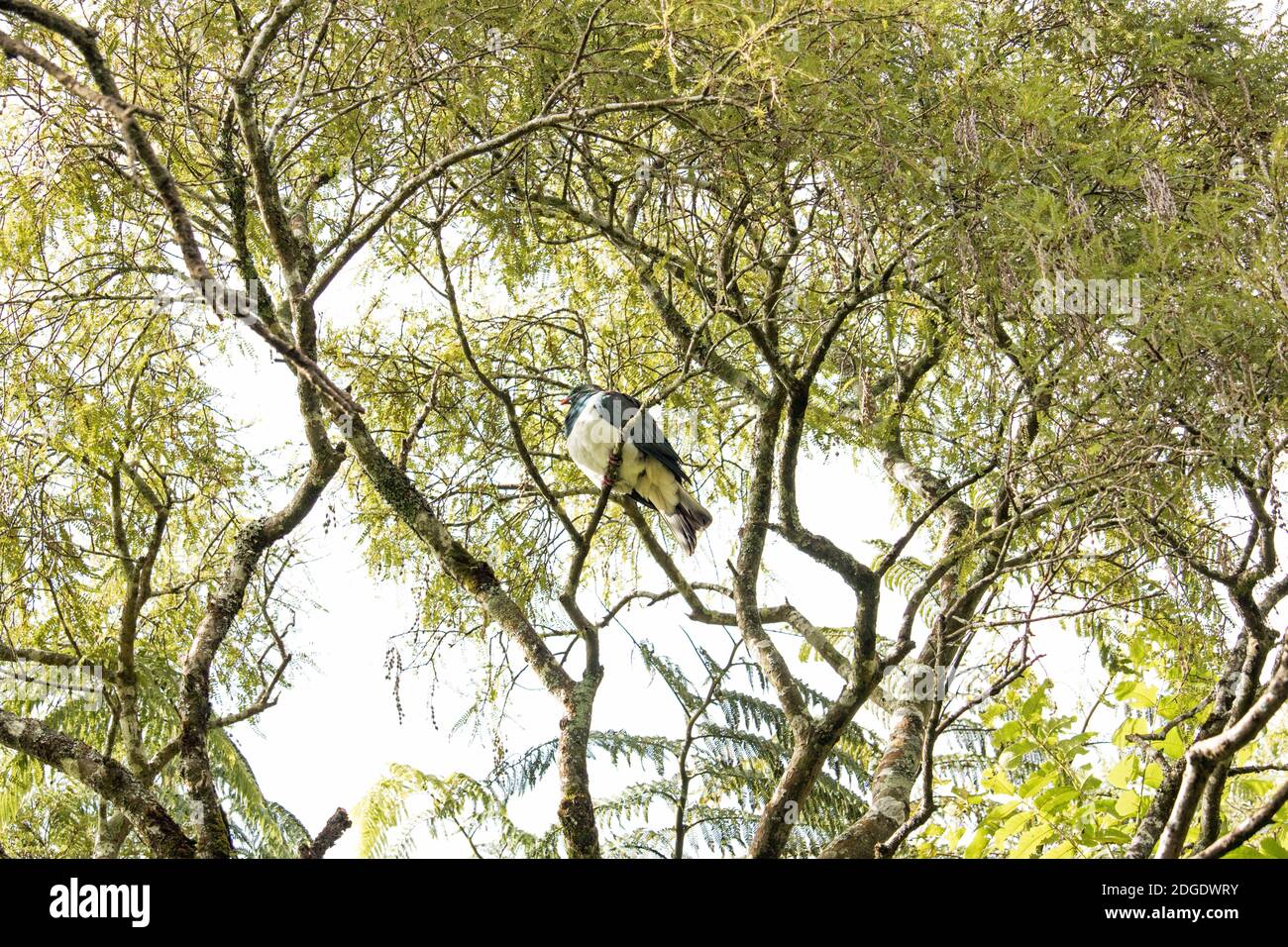 Wild native new zealand hi-res stock photography and images - Alamy