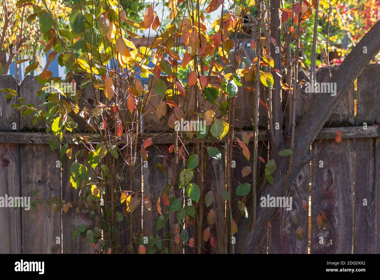 autumn leaves on the fence Stock Photo - Alamy