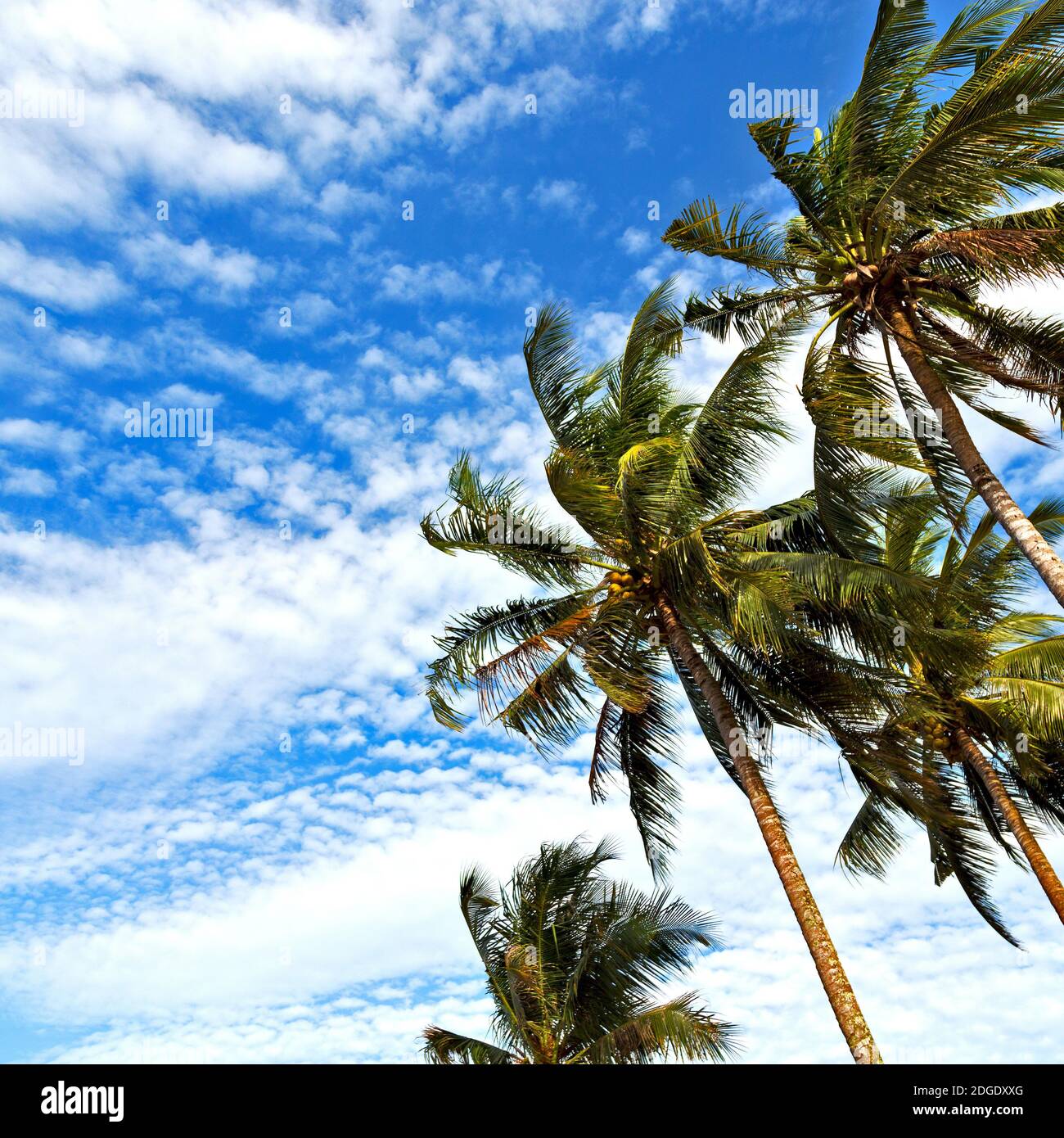 Palm leaf and branch view from down Stock Photo - Alamy