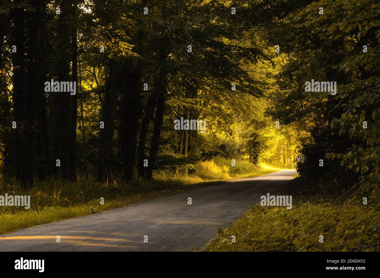 dark summer forest road through the forest with golden light at the end ...