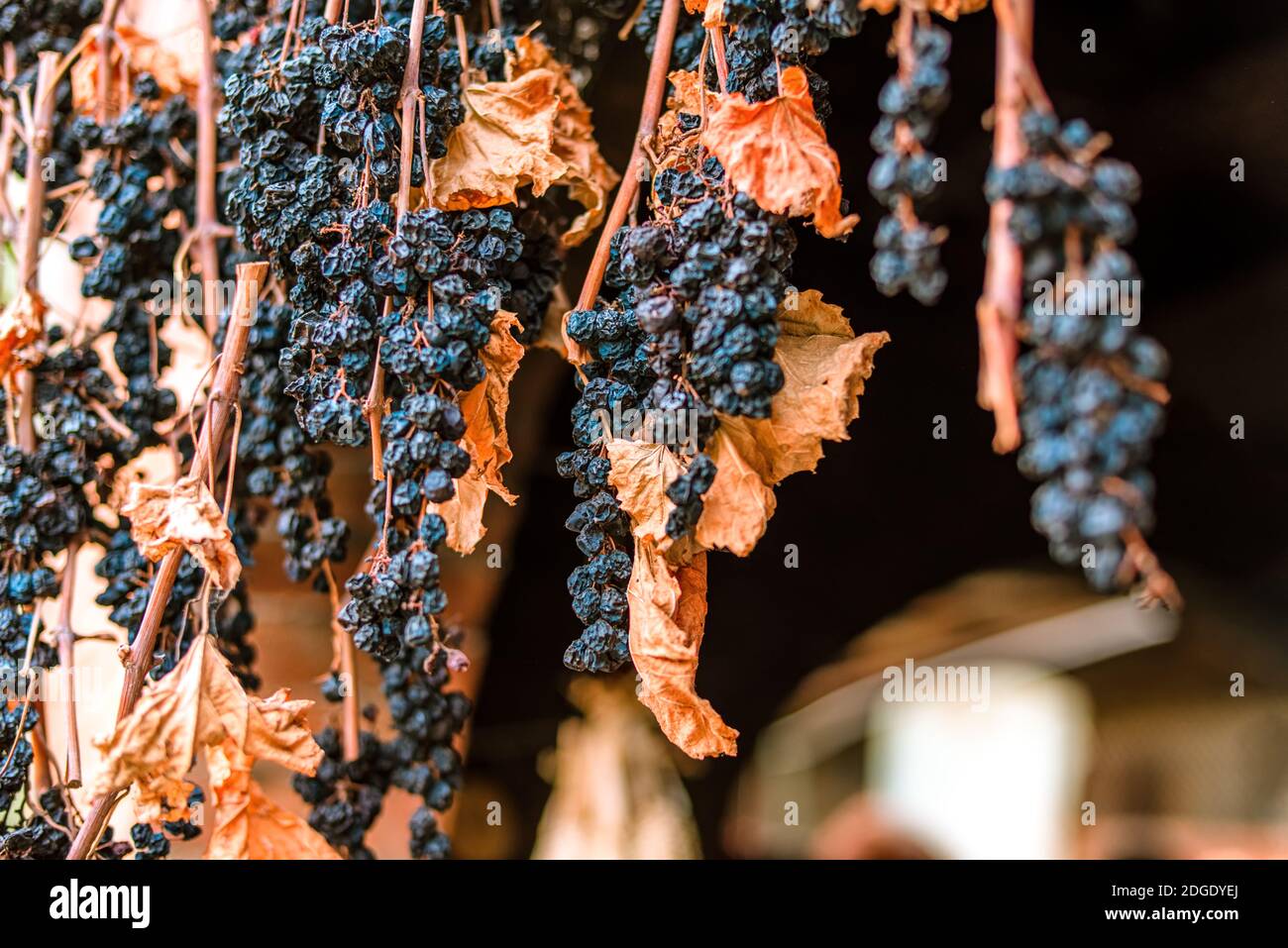 Grapes for drying hi-res stock photography and images - Alamy
