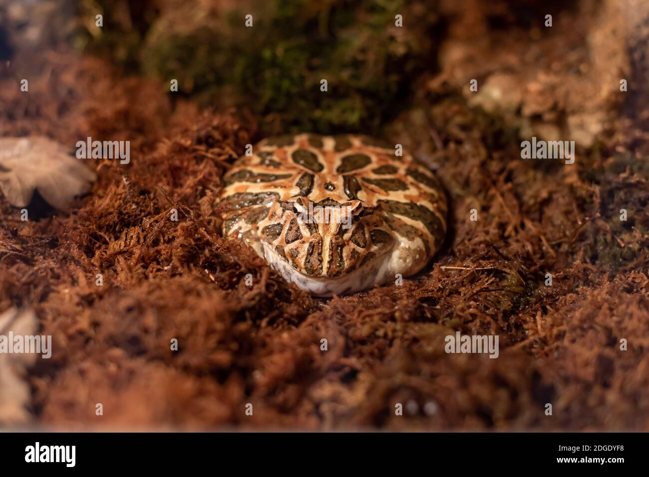 Big fat exotic frog bright colors in natural green moist biome ...