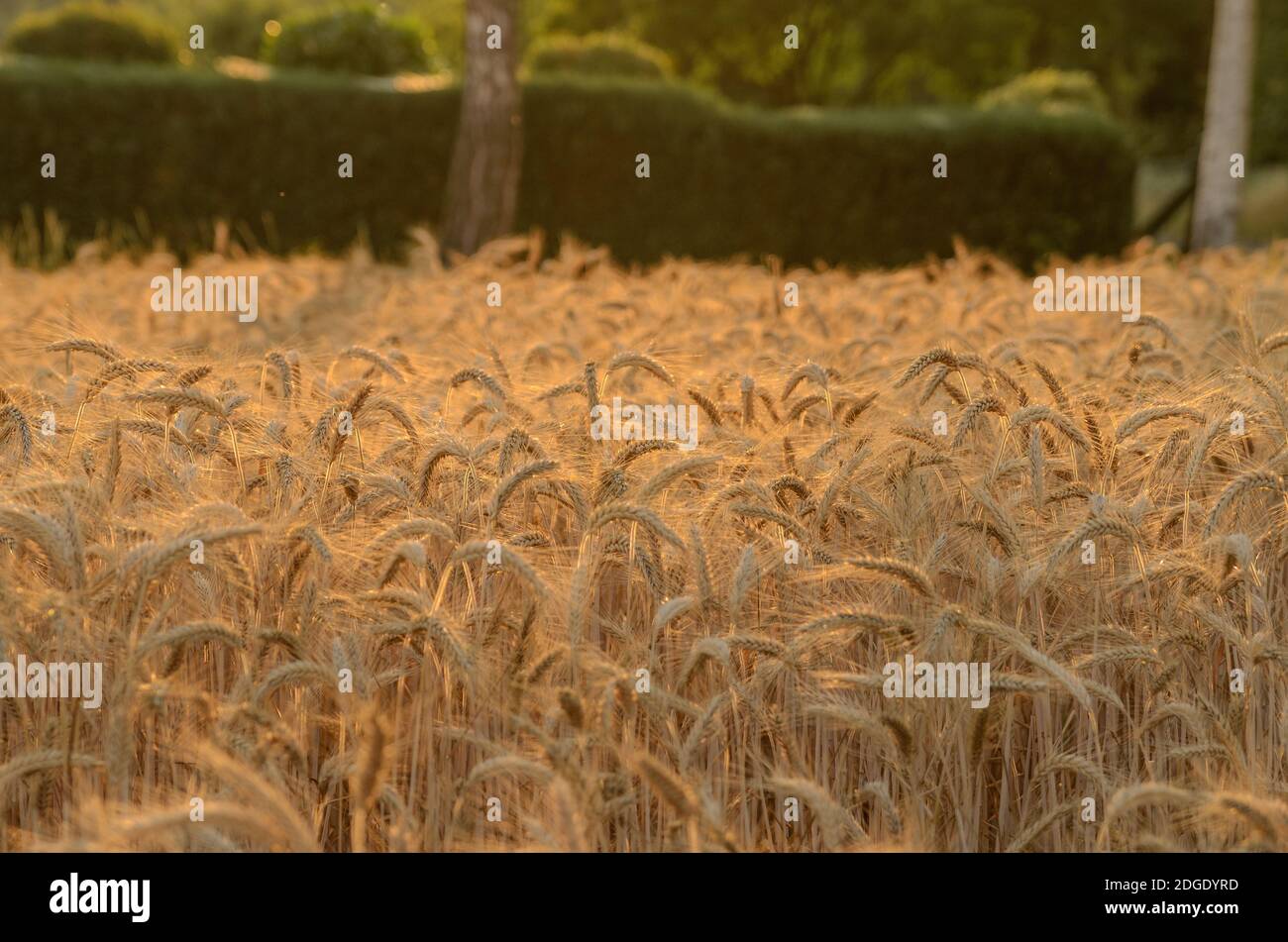 Grain wheat agriculture hi-res stock photography and images - Alamy