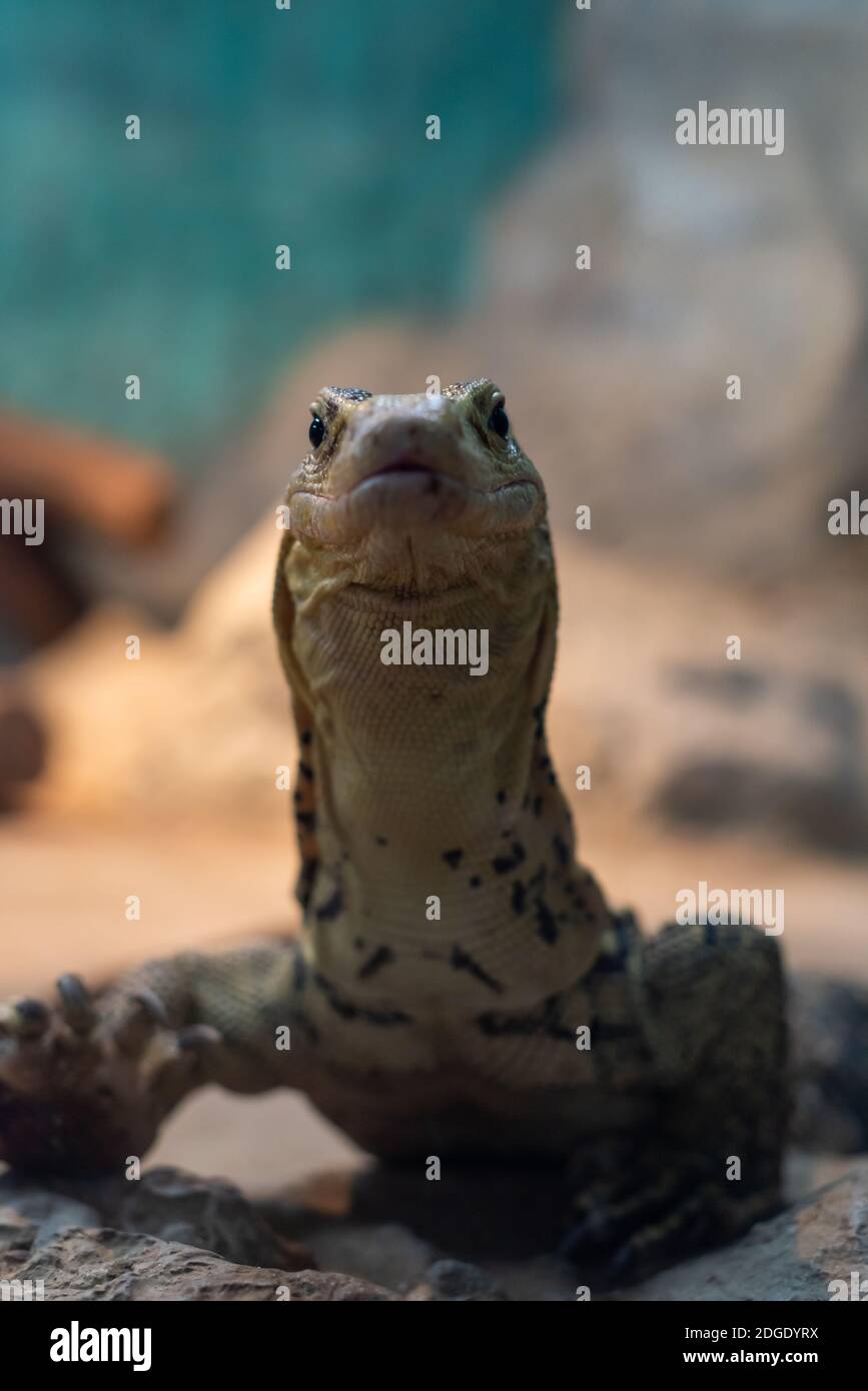Lizard from Borneo island varanus komodo dragon in sand biome enclosure ...