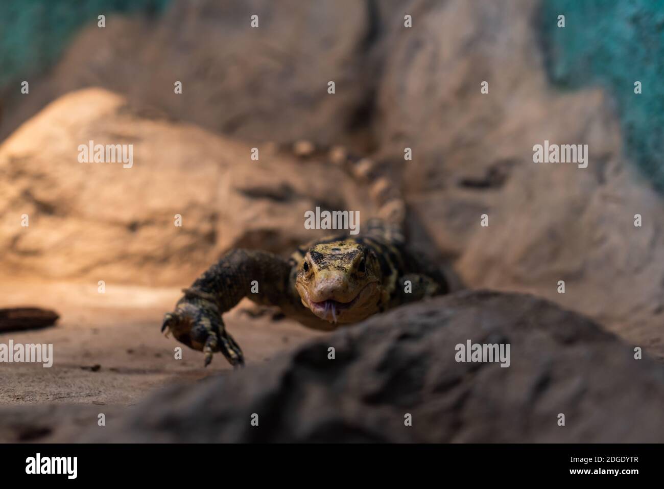 Lizard from Borneo island varanus komodo dragon in sand biome enclosure ...