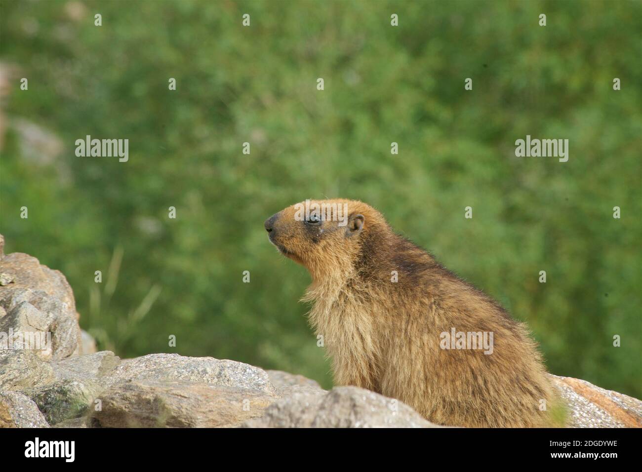 Himalayan marmot in the Suru valley near Rangdum, Jammu and Kashmir ...