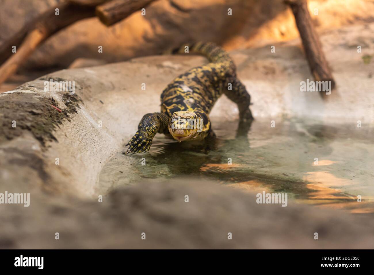 Lizard from Borneo island varanus komodo dragon in sand biome enclosure ...