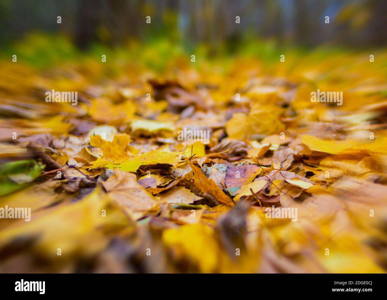 Autumn background, leaves blur effect blur at the edges, natural bright ...