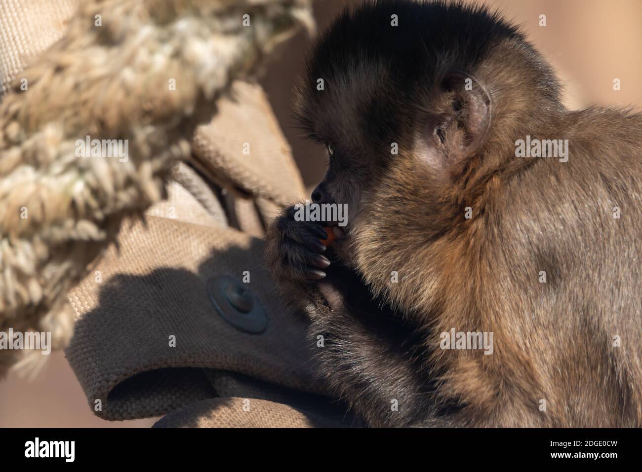 Small monkey eating fruit on a hammock tropic view travel destinations ...