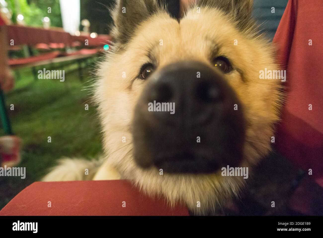 Dog face looking into camera Stock Photo - Alamy