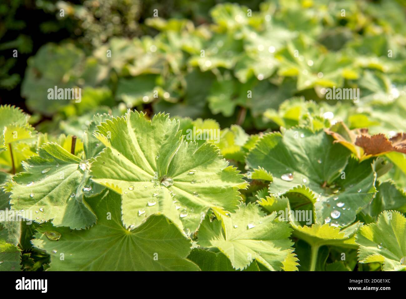 Farben froh hi-res stock photography and images - Alamy